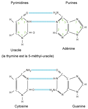 ORGANISATION GENERALE DES CELLULES
