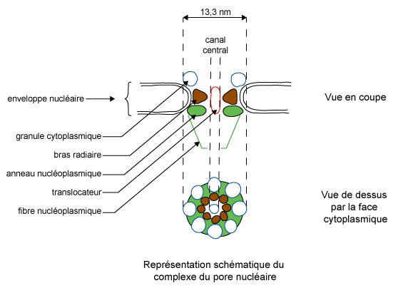 Enveloppe nucléaire