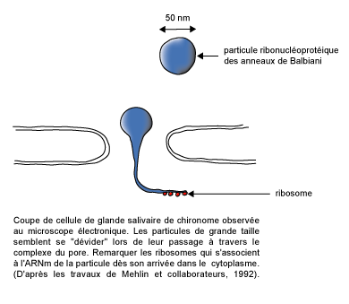 Enveloppe nucléaire