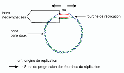 Synthèse de l’ADN